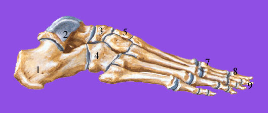 Anatomie osseuse d'un pied normal - soigner un pied bot