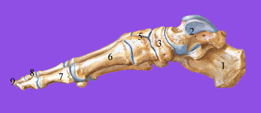 Anatomie osseuse d'un pied normal - soigner un pied bot